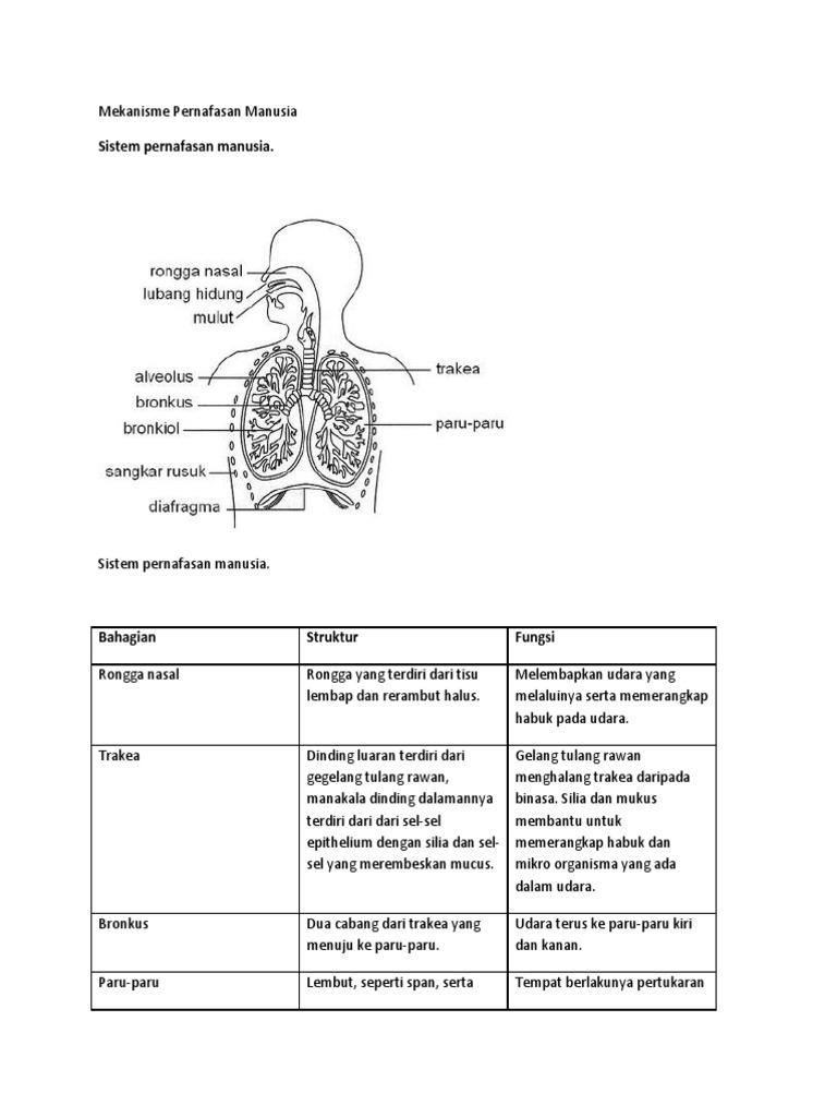 Mekanisme Pernafasan Manusia | PDF