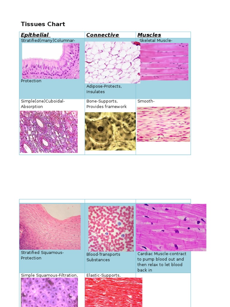 Tissues Chart: Epithelial Connective Muscles | PDF | Science & Mathematics