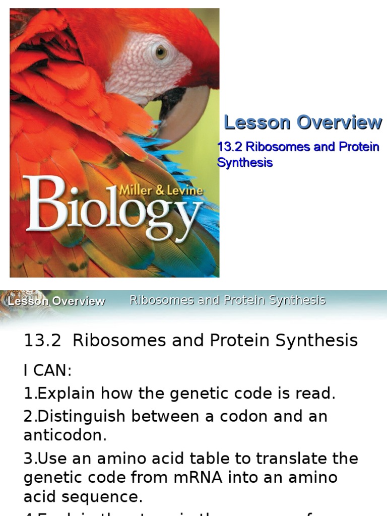 13-2 Ribosomes and Protein Synthesis | PDF | Translation (Biology ...