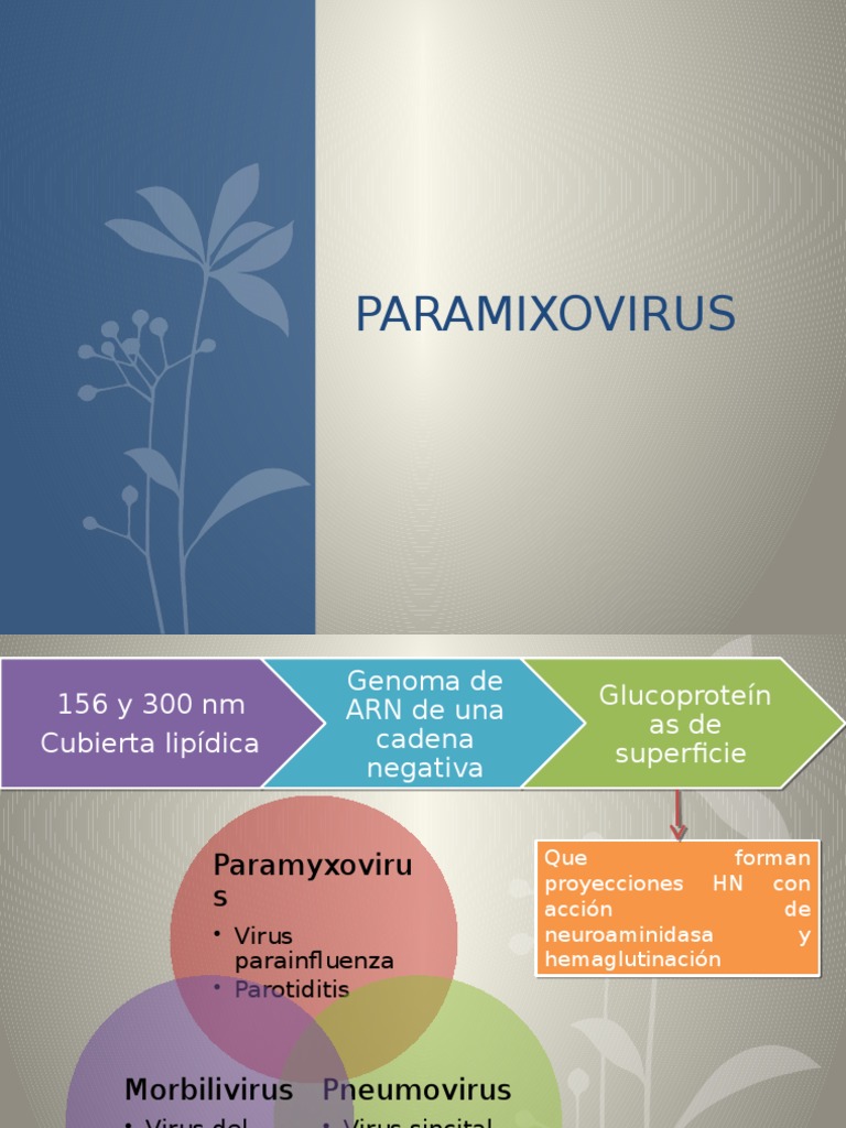 Paramixovirus | PDF | Virus | Infección