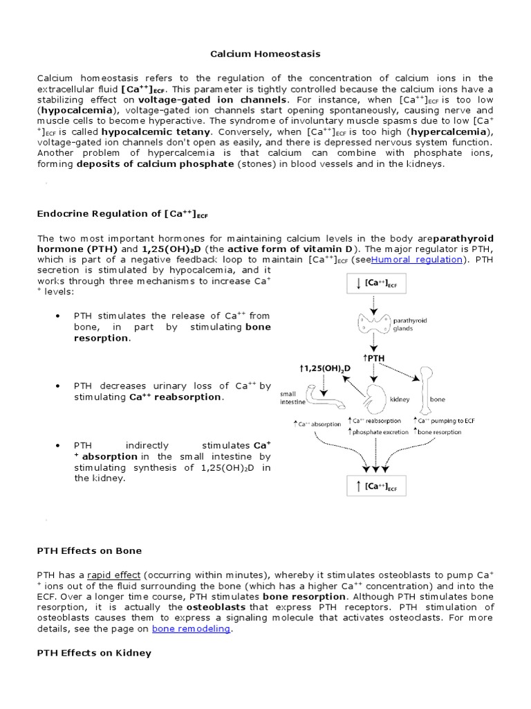 Calcium Homeostasis | PDF | Homeostasis | Endocrine System