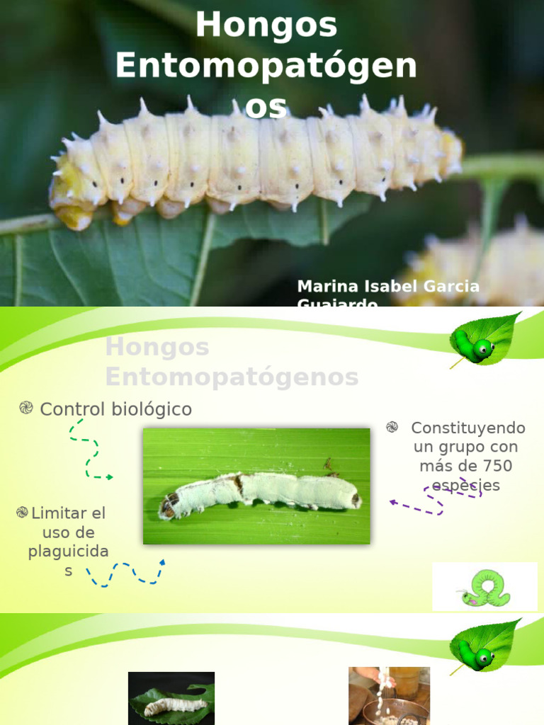 Historia de Los Hongos Entomopatogenos | PDF