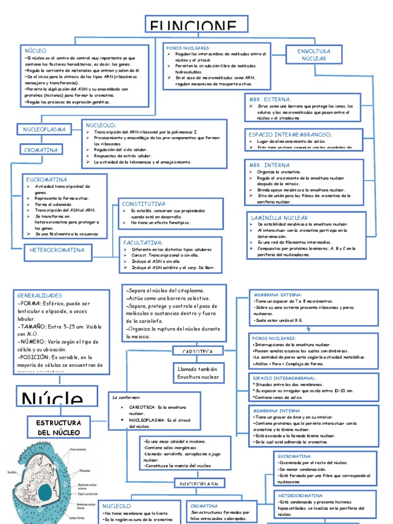 Mapa Conceptual Nucleo | PDF | Nucleo celular | Cromatina
