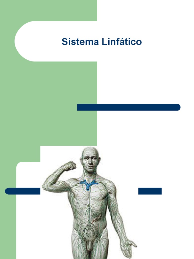 Sistema Linfático | PDF | Sistema linfático | Linfa