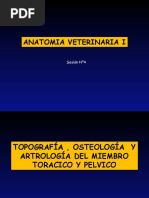 Anatomía Del Hueso Del Húmero Del Perro AnatomyLearner - El Lugar para ...