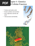 Grade 11 Biology: Genetics & Cell Division | PDF | Dominance (Genetics ...