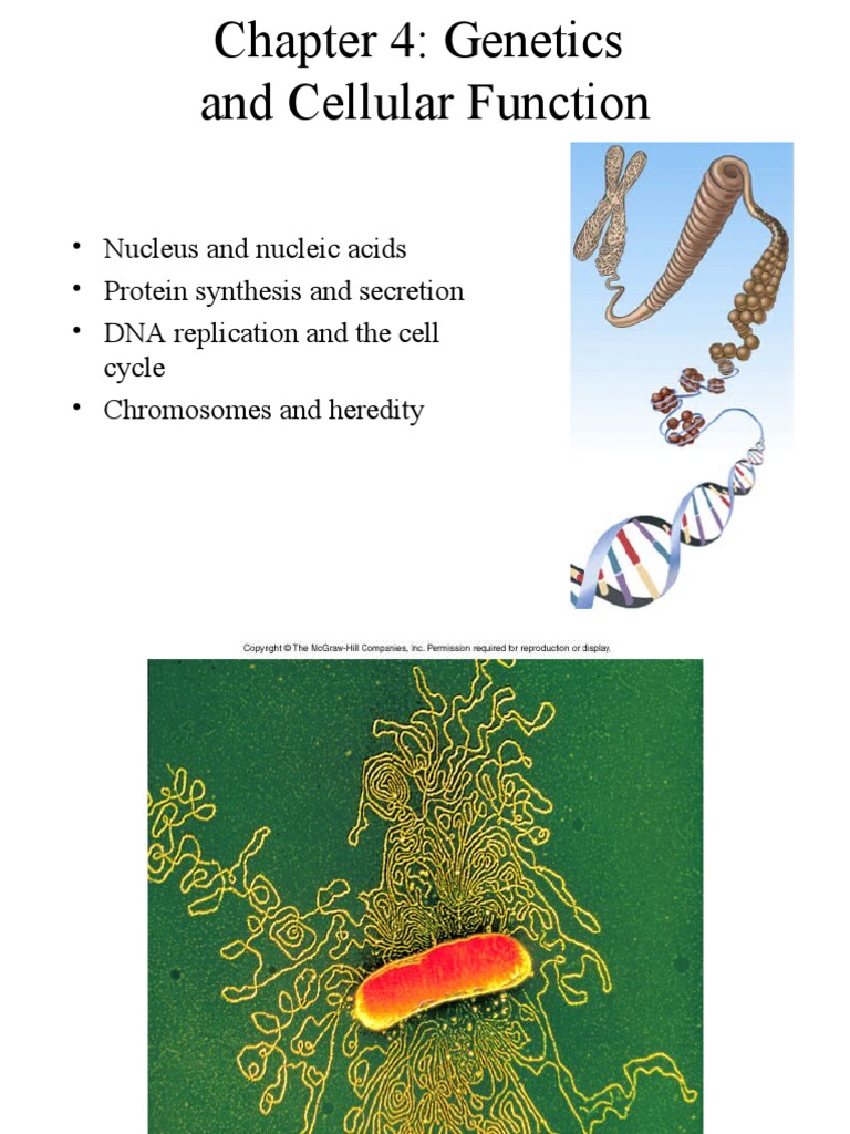 Nucleus and Nucleic Acids - Protein Synthesis and Secretion - DNA ...