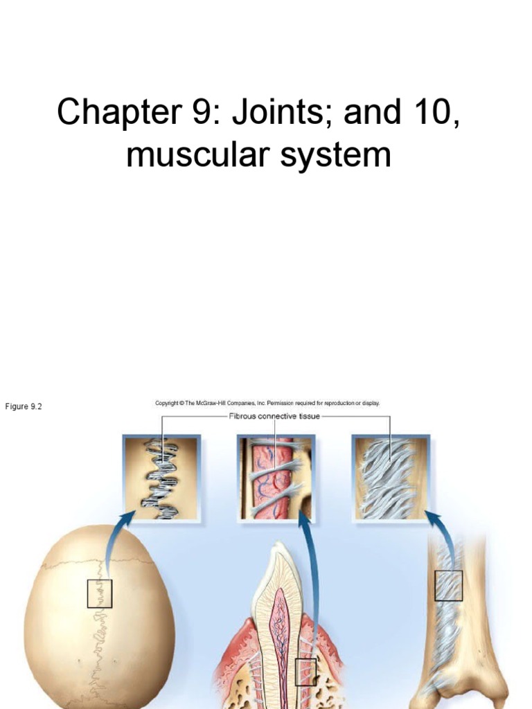 Chapter 9: Joints and 10, Muscular System | PDF | Anatomical Terms Of Motion | Elbow