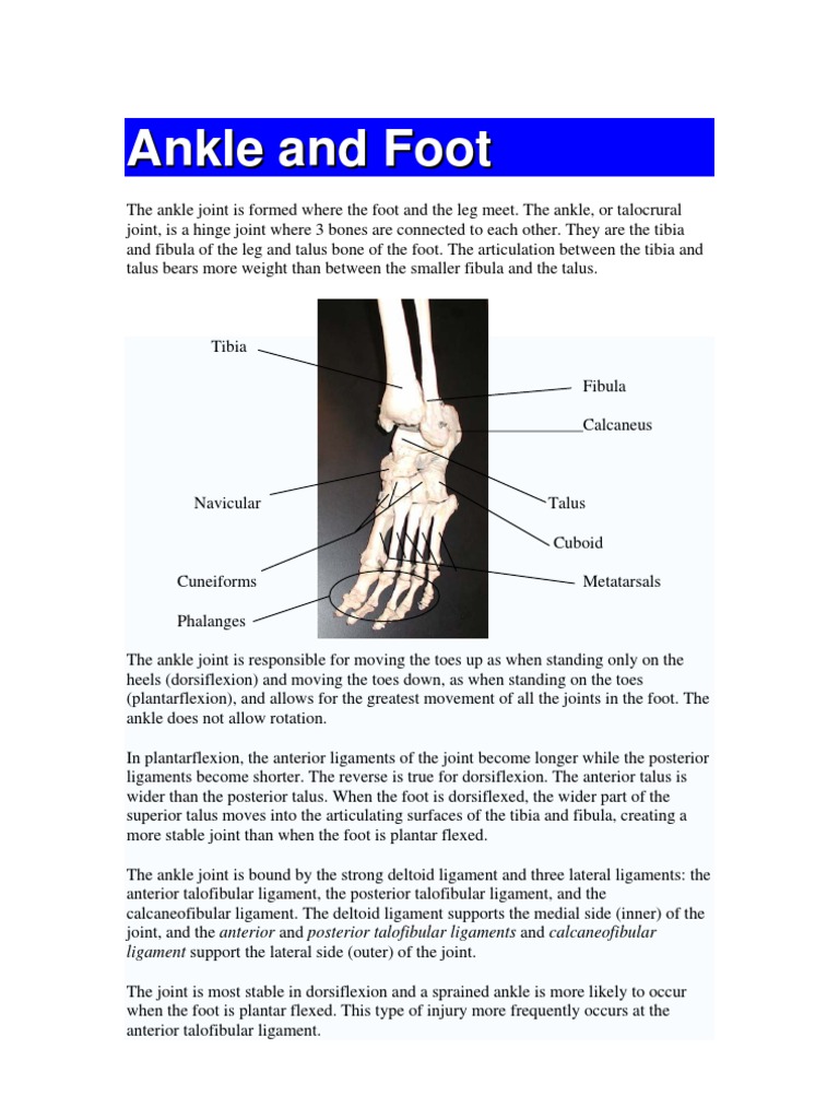 Ankle | PDF | Foot | Ankle