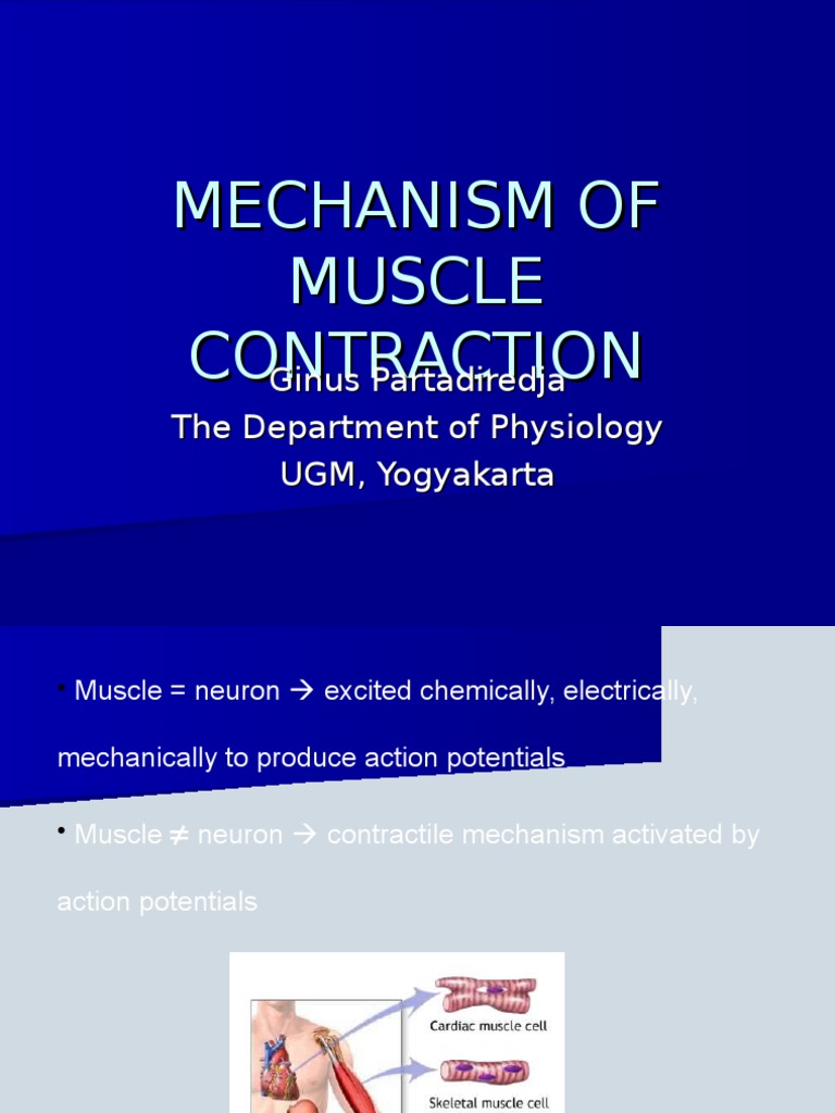 Mechanism of Muscle Contraction | PDF | Muscle Contraction | Cellular ...