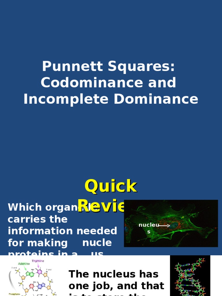 Punnett Squares: Codominance and Incomplete Dominance | PDF | Dominance ...