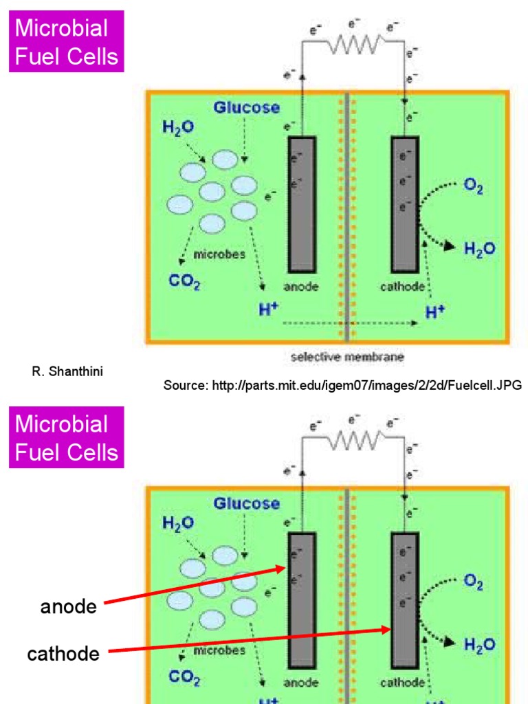 Microbial Fuel Cells Overview | PDF | Fuel Cell | Proton Exchange ...