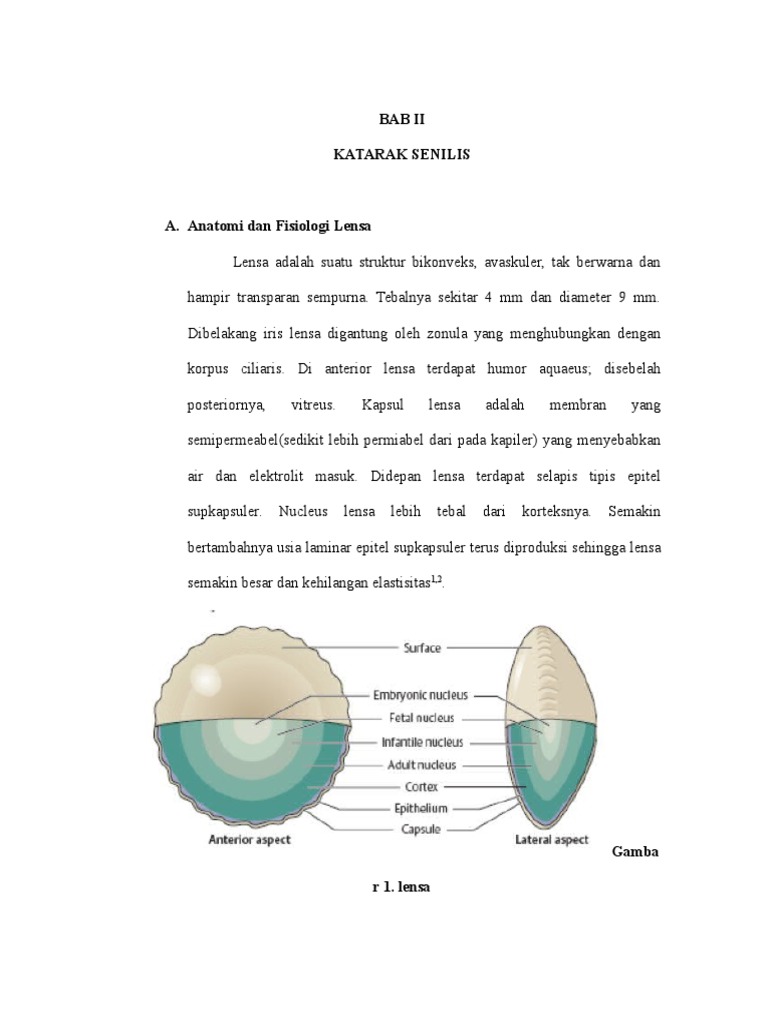 Anatomi Dan Fisiologi Lensa | PDF