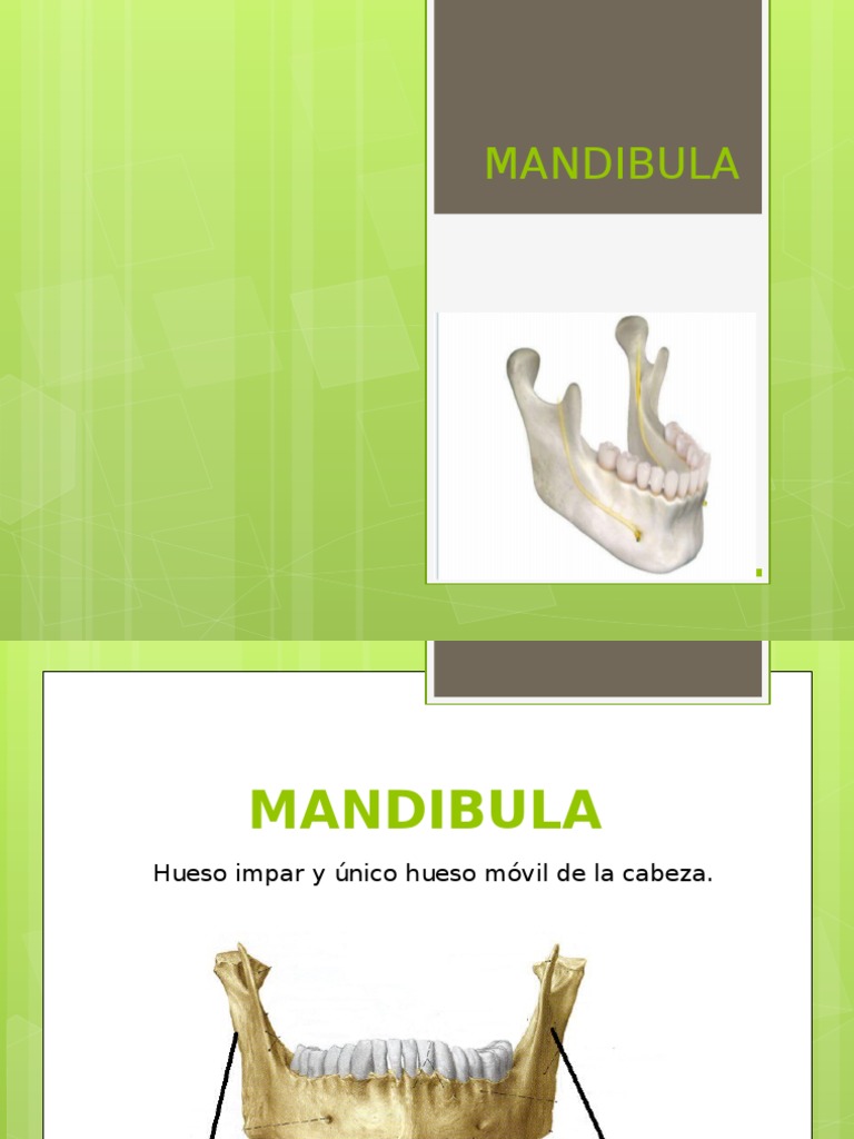 Anatomía de la Mandíbula y sus Partes | PDF | Arte