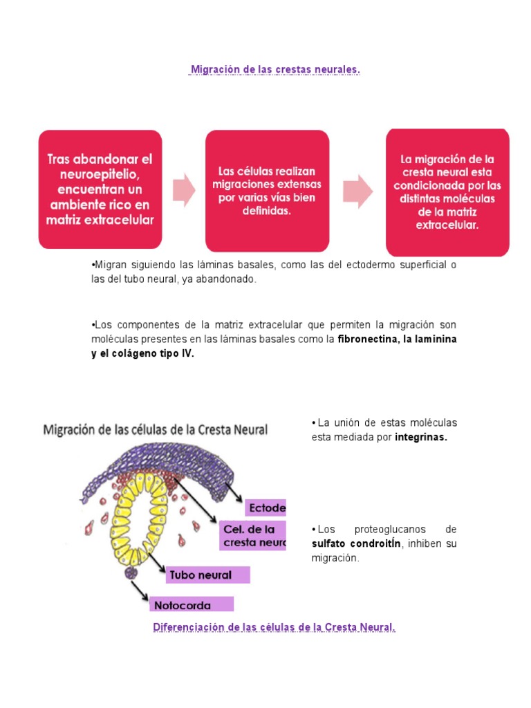 Resumen Crestas Neurales | Sistema nervioso | Cráneo