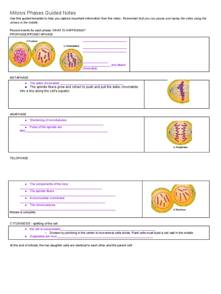 Mitosis Phases Guided Notes | PDF