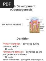 Teeth Eruption and Calcification Chart | PDF | Tooth | Human Head And Neck