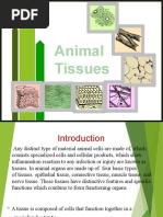 Class 9th Animal Tissue Notes | PDF | Epithelium | Muscle