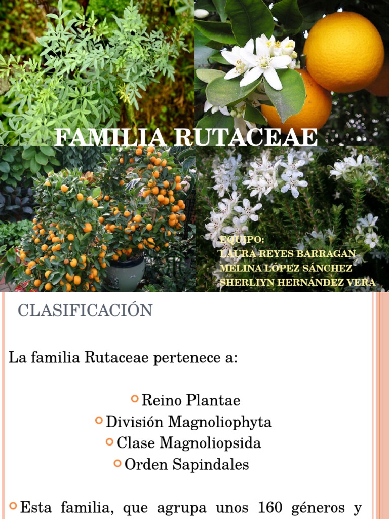 FAMILIA RUTACEAE.pptx | Agrios | Pomelo | Prueba gratuita de 30 días | Scribd