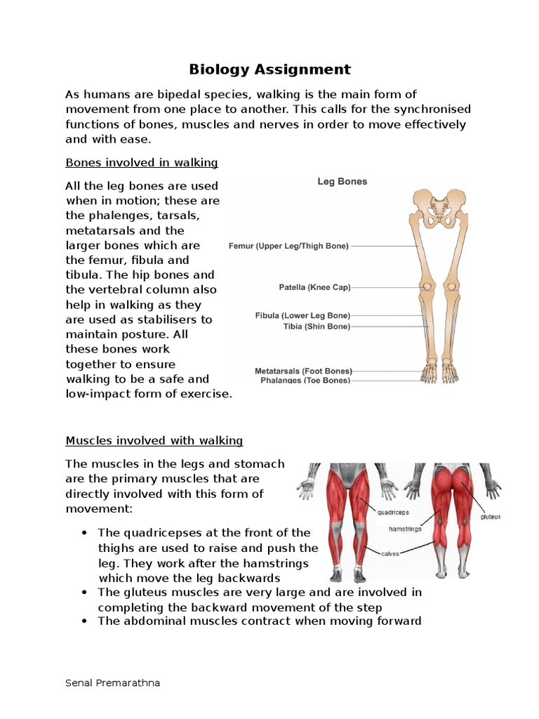 Anatomy of Muscles and Bones in Walking | PDF