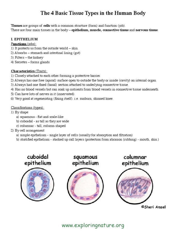 Overview of Human Tissue Types | PDF | Connective Tissue | Epithelium