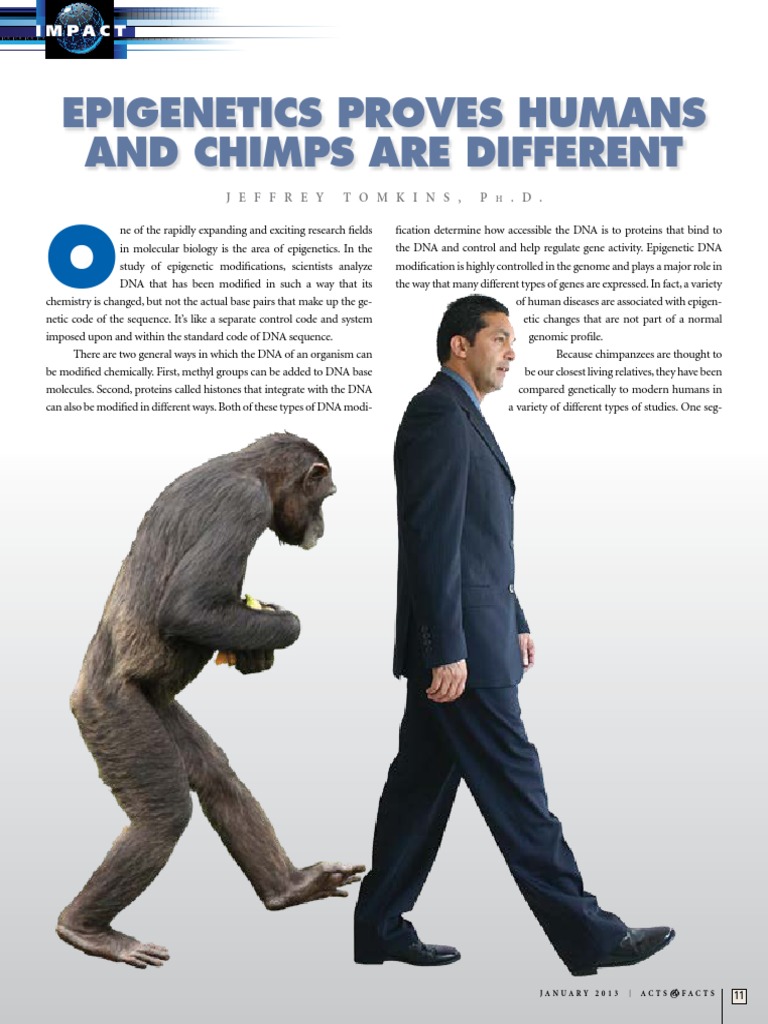 Epigenetics of Chimps and Humans | PDF | Epigenetics | Dna