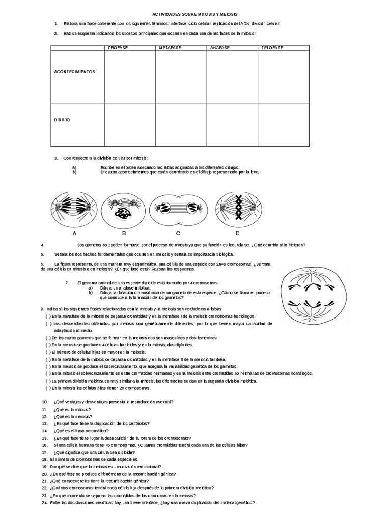Hoja De Trabajo Sobre La Meiosis: Clave De Respuestas Práctica 2