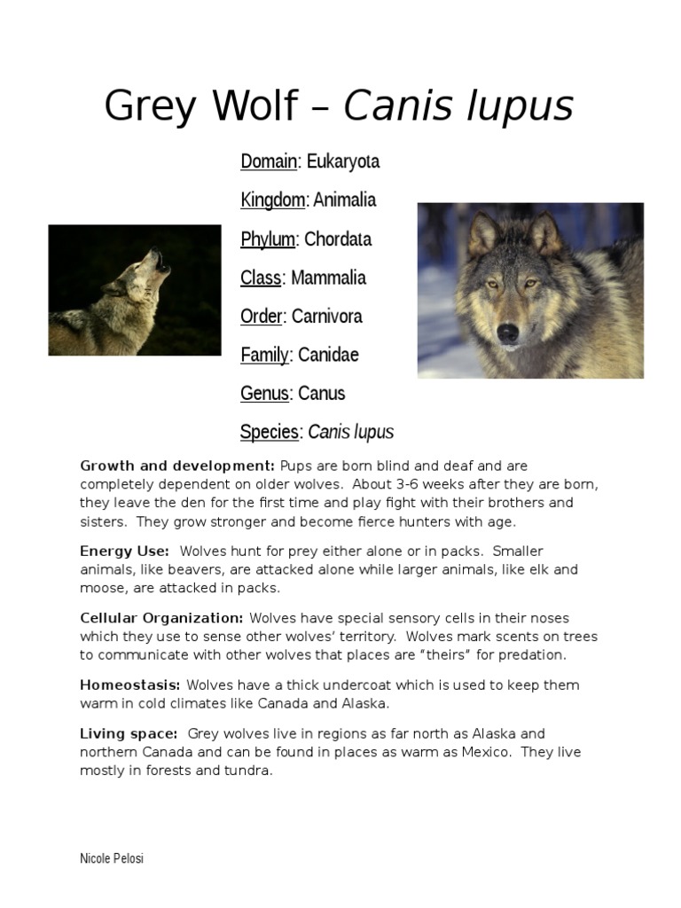 Grey Wolf: Biology and Habitat Overview | PDF | Science & Mathematics ...