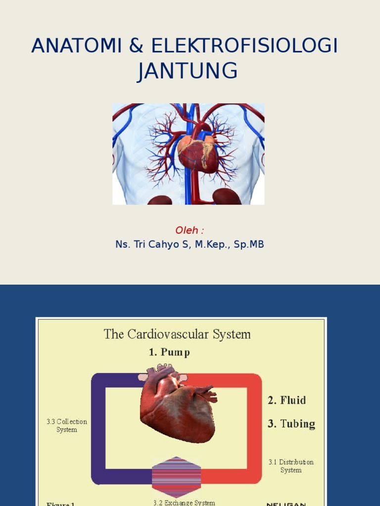 Anatomi Dan Elektrofisiologi Jantung | PDF