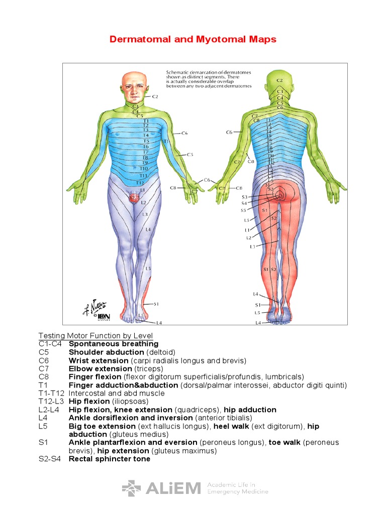 Myotomes And Dermatomes Chart