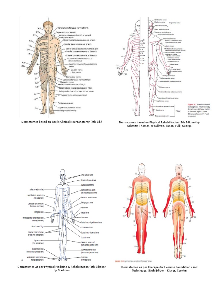 Dermatomes from Key Neuroanatomy Texts | PDF