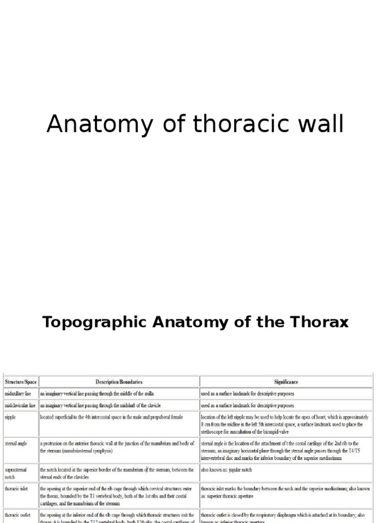 Thoracic Wall Anatomy Overview | PDF | Thorax | Vertebra