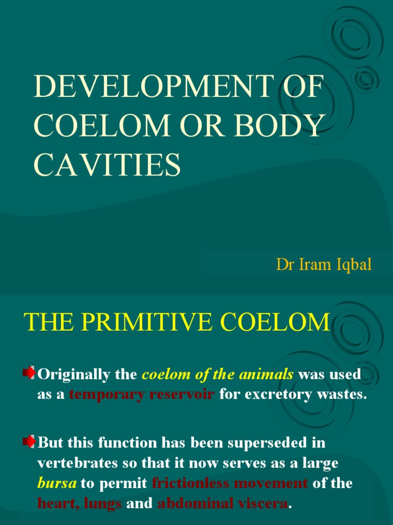 Coelom and Body Cavities | PDF | Animal Anatomy | Organ (Anatomy)