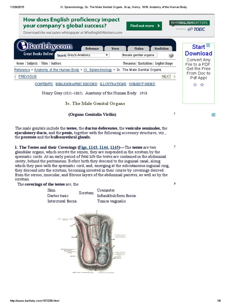 XI. Splanchnology. 3c. The Male Genital Organs. Gray, Henry. 1918 ...
