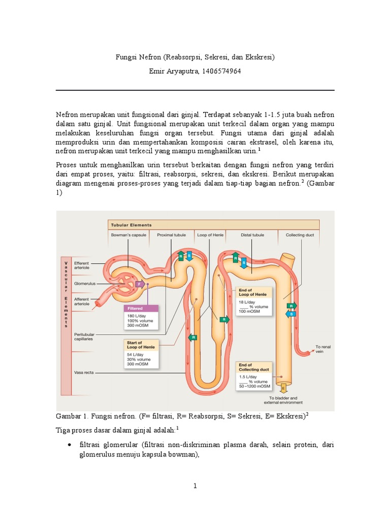 Fungsi Nefron | PDF