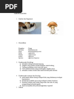 Ciri dan Reproduksi Basidiomycota | PDF