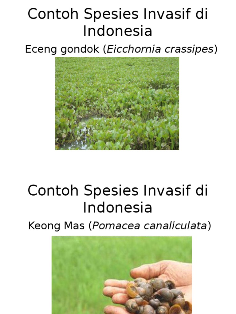 Contoh Spesies Invasif | PDF