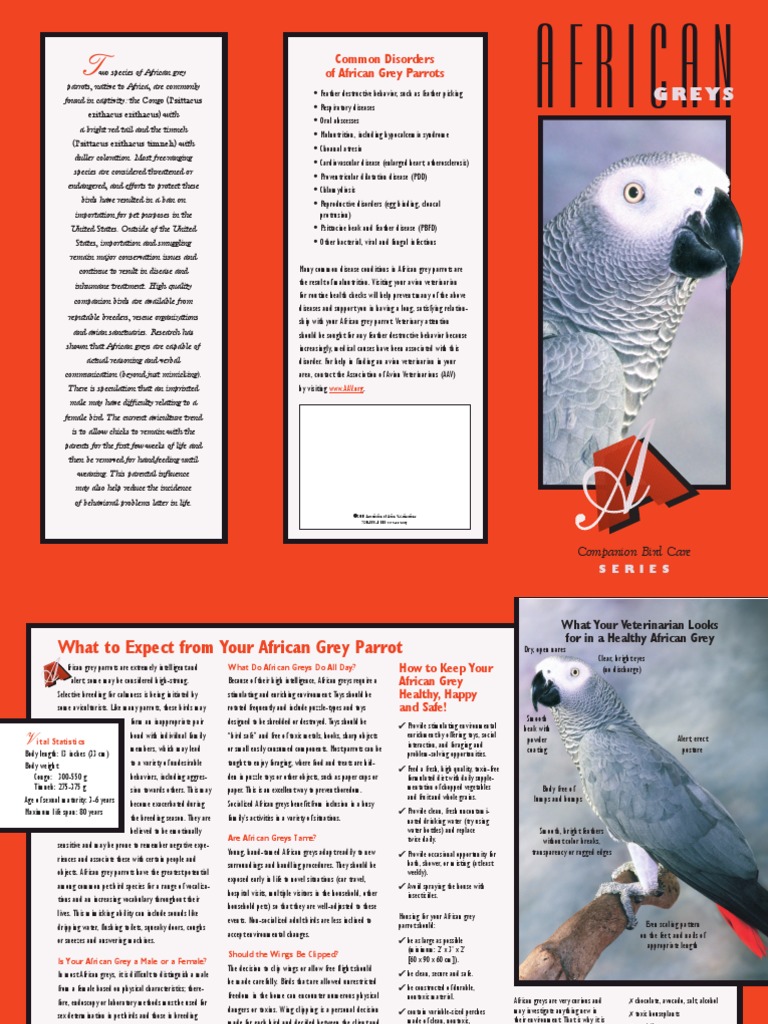 African Greys Leaflet | PDF | Parrot | Birds