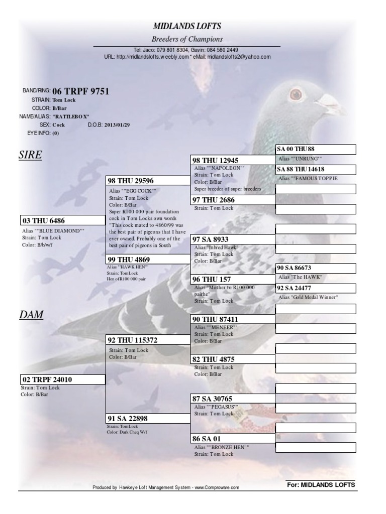 Tom Lock Pigeon Breeding Details | PDF