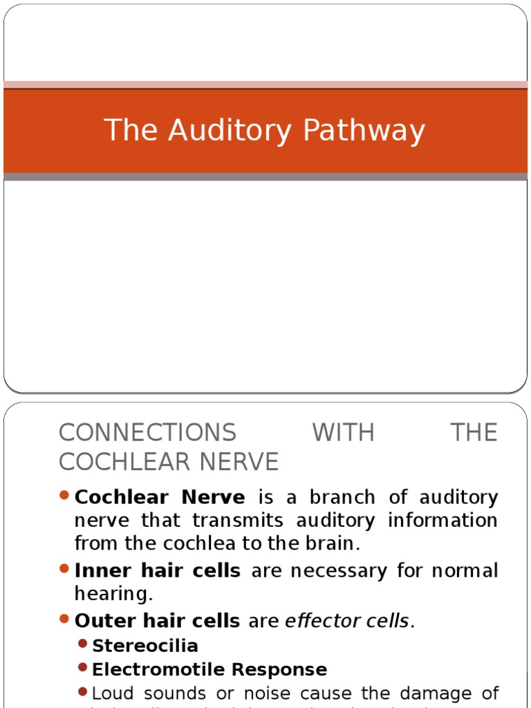 The Auditory Pathway | PDF | Auditory System | Hearing