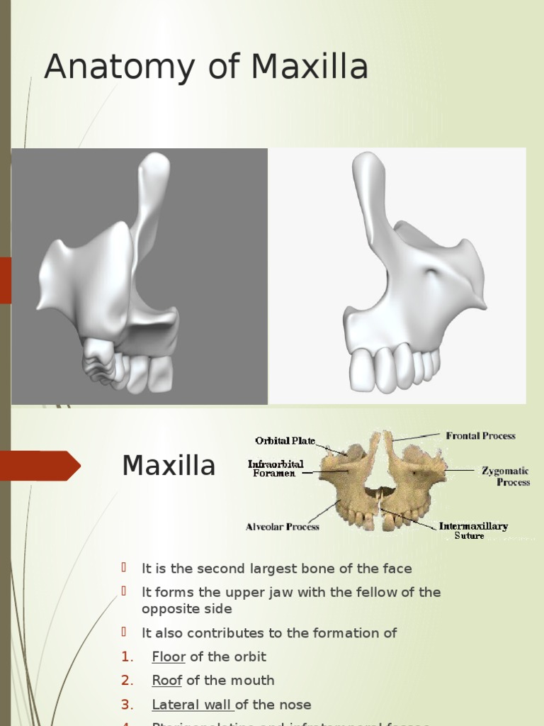Anatomy of Maxilla | PDF | Human Nose | Skeletal System