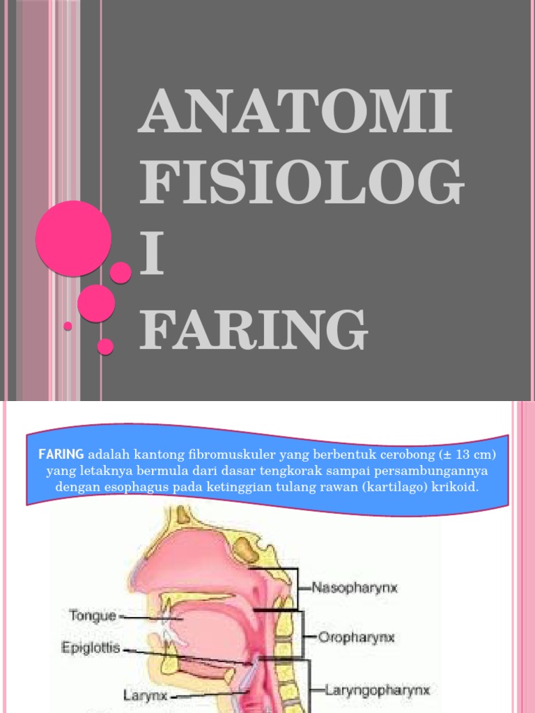 Anatomi Fisiologi Faring | PDF