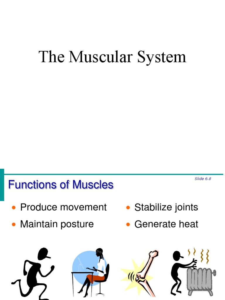 The Muscular System | PDF