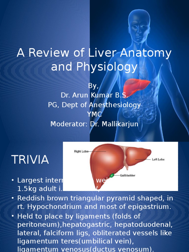 A Review of Liver Anatomy and Physiology | PDF | Liver | Drug Metabolism