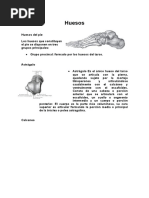 Anatomía del Maléolo Tibial y Astrágalo | PDF | Tobillo | Anatomía del ...