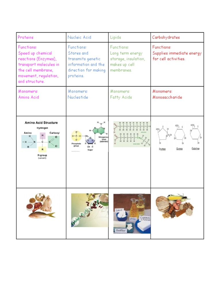 Overview of Biological Macromolecules | PDF