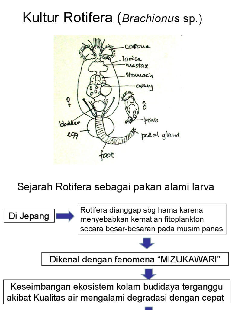 Kultur Rotifera | PDF | Griya & Taman | Sains & Matematika