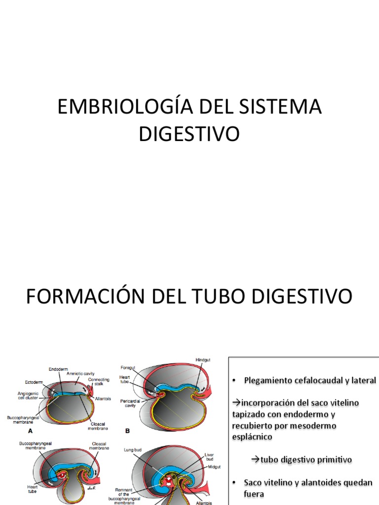 Embriología Digestivo PDF | Estómago | Abdomen