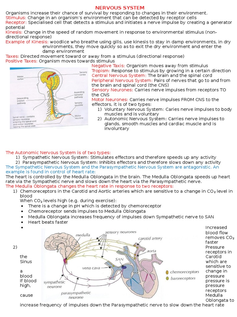 AQA A Level Biology Unit 5 | PDF | Luteinizing Hormone | Chemical Synapse