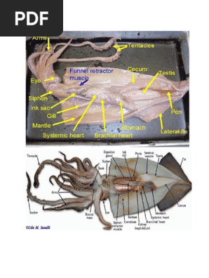 Squid Dissection Pen